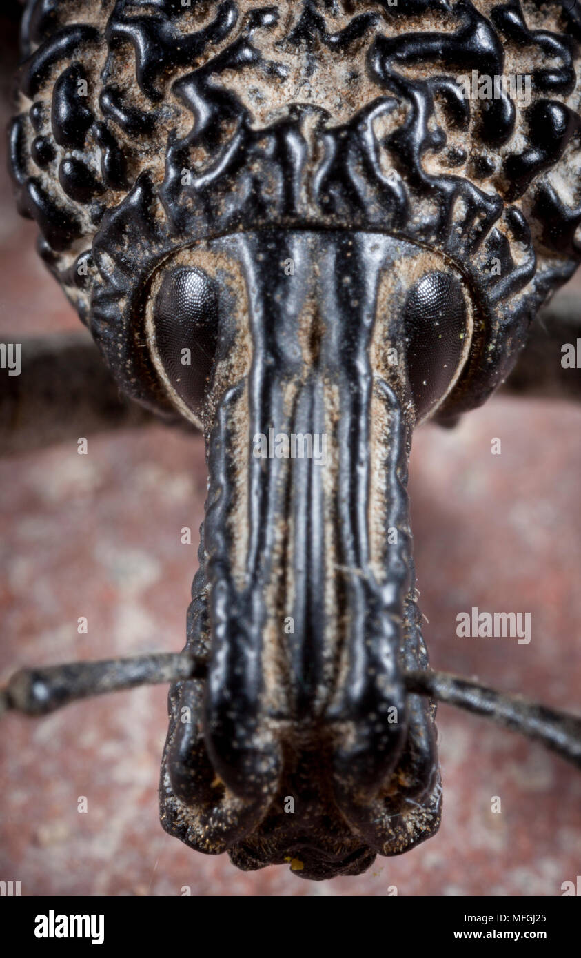 Weevil 0013 hi-res stock photography and images - Alamy