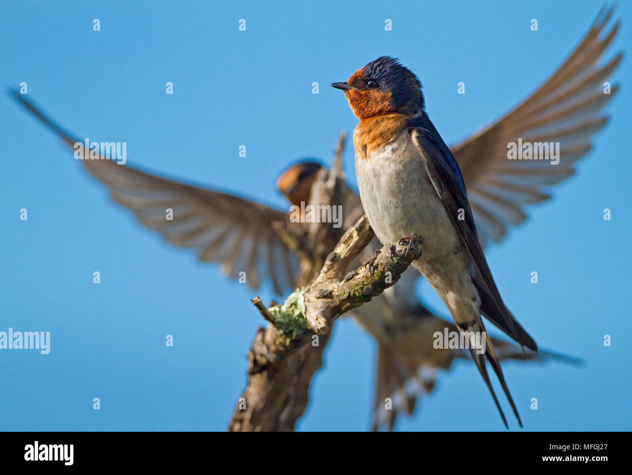 Welcome swallow 0017 hi-res stock photography and images - Alamy