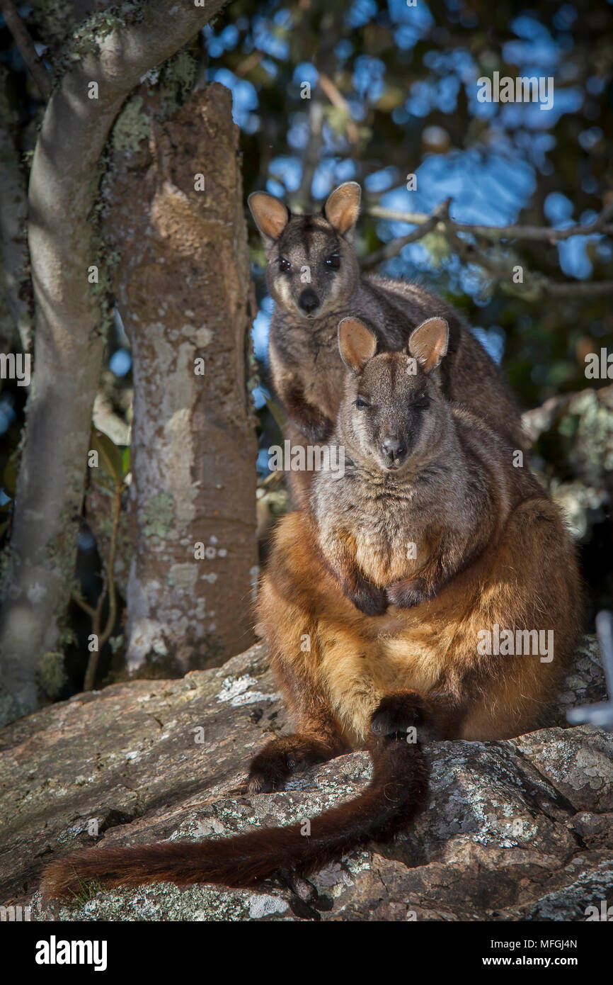 Brush-tailed Rock Wallaby (Petrogale penicillata), Fam. Macropodidae ...