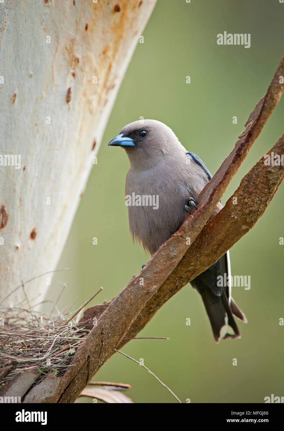 Artamus cyanopterus hi-res stock photography and images - Alamy