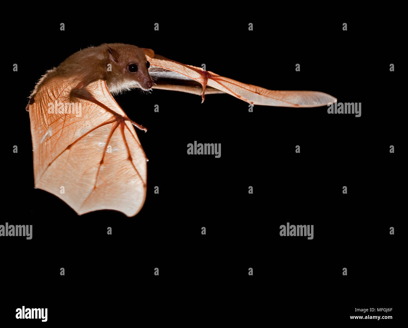 Eastern Blossom Bat (Syconycteris australis), Fam. Pteropodidae ...