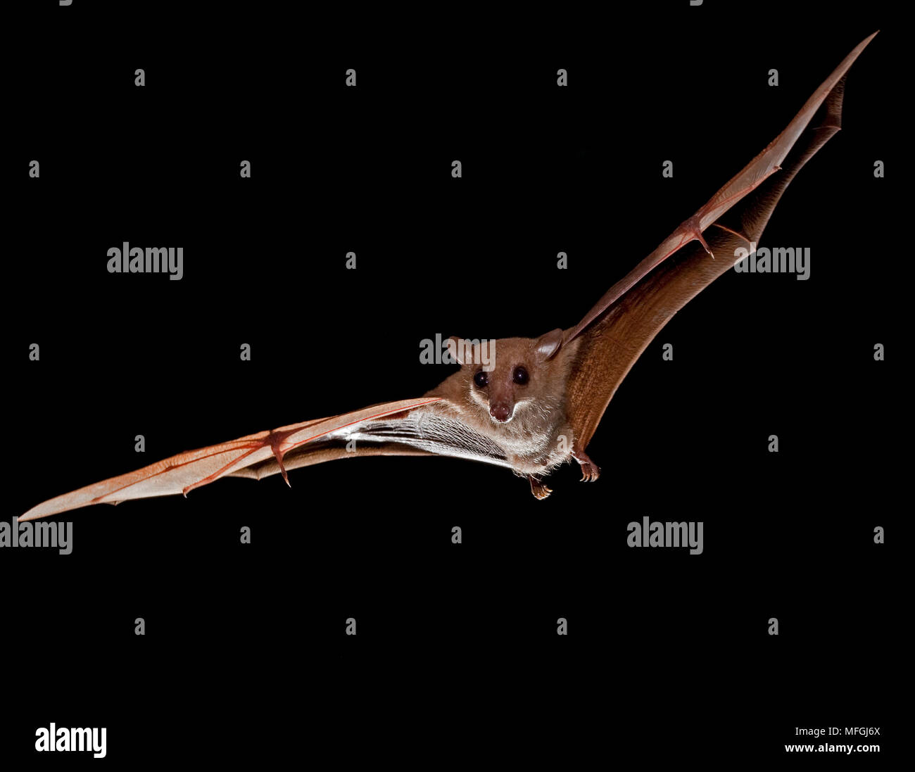 Blossom bat hi-res stock photography and images - Alamy