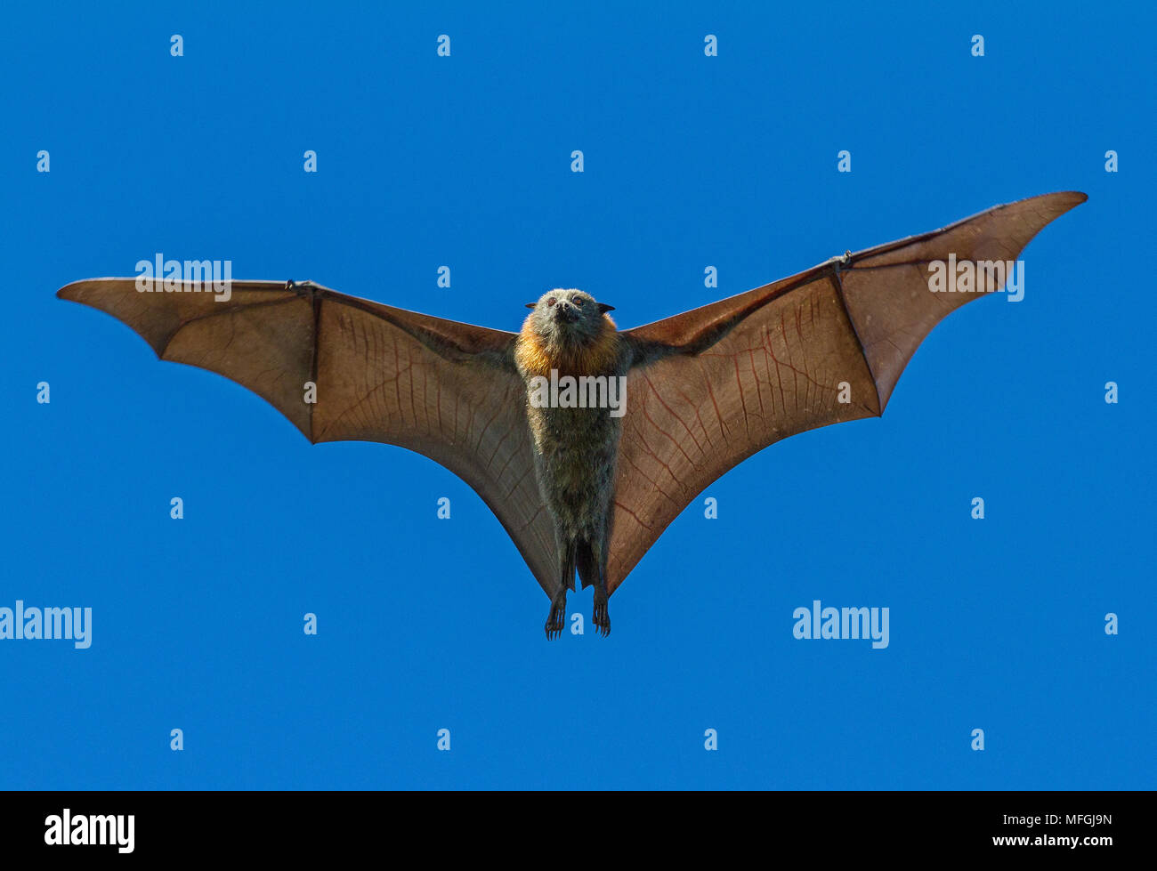 Flying Fox