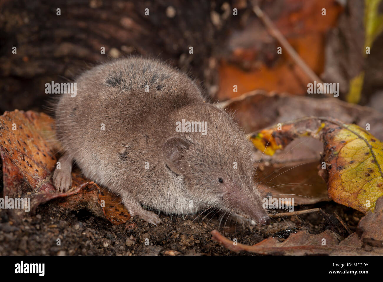 Crocidura russula hi-res stock photography and images - Alamy
