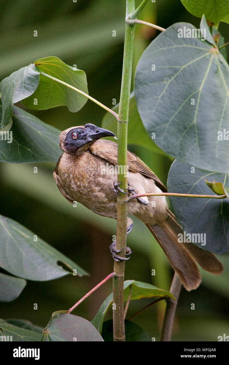 Helmeted Friarbird (Pilemon buceroides), Fam. Meliphagidae, Mission ...