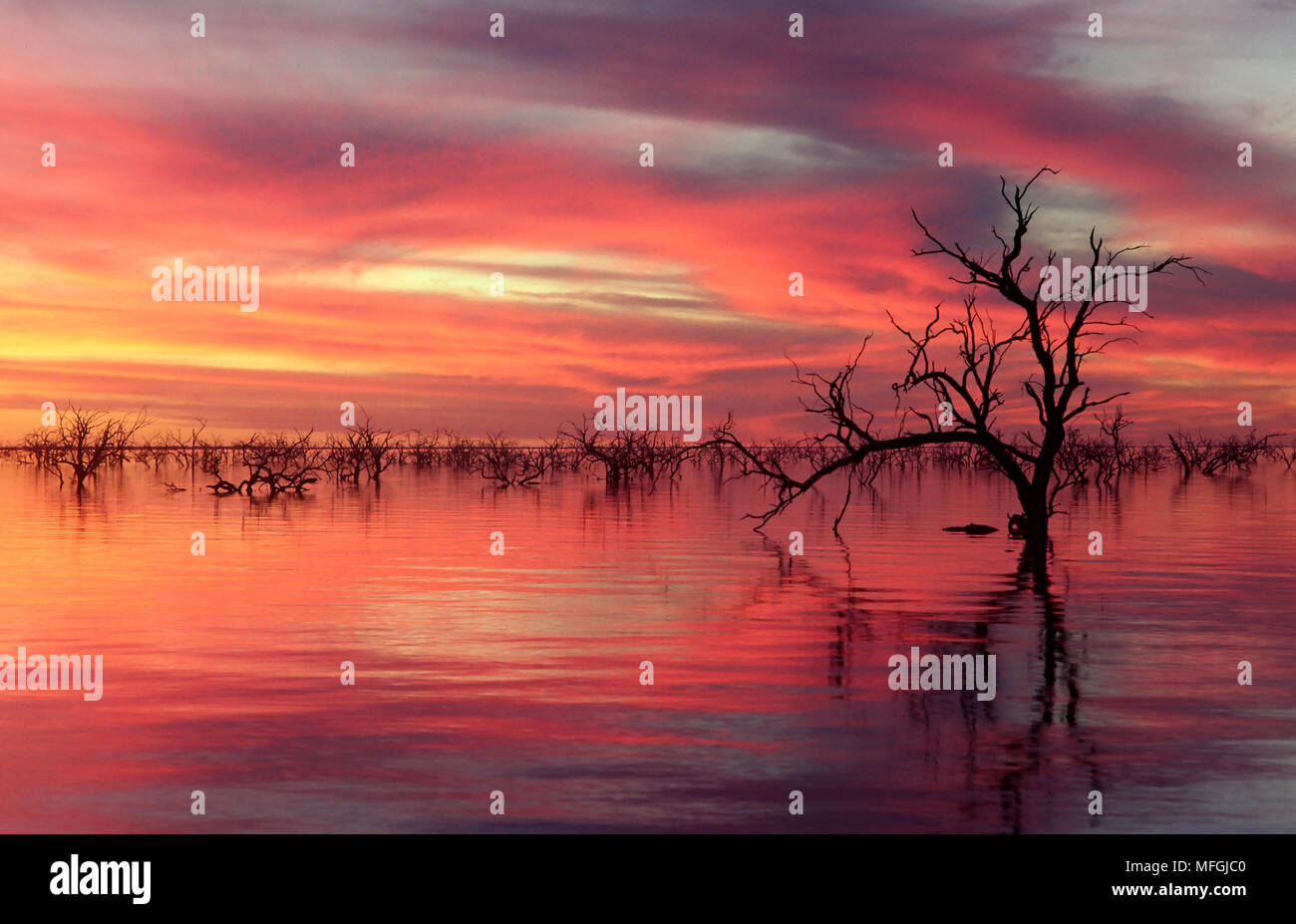 Drowned trees hi-res stock photography and images - Alamy