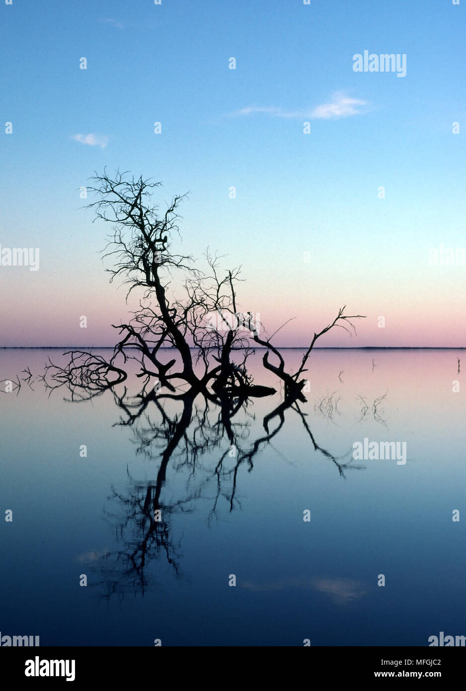 Drowned trees hi-res stock photography and images - Alamy