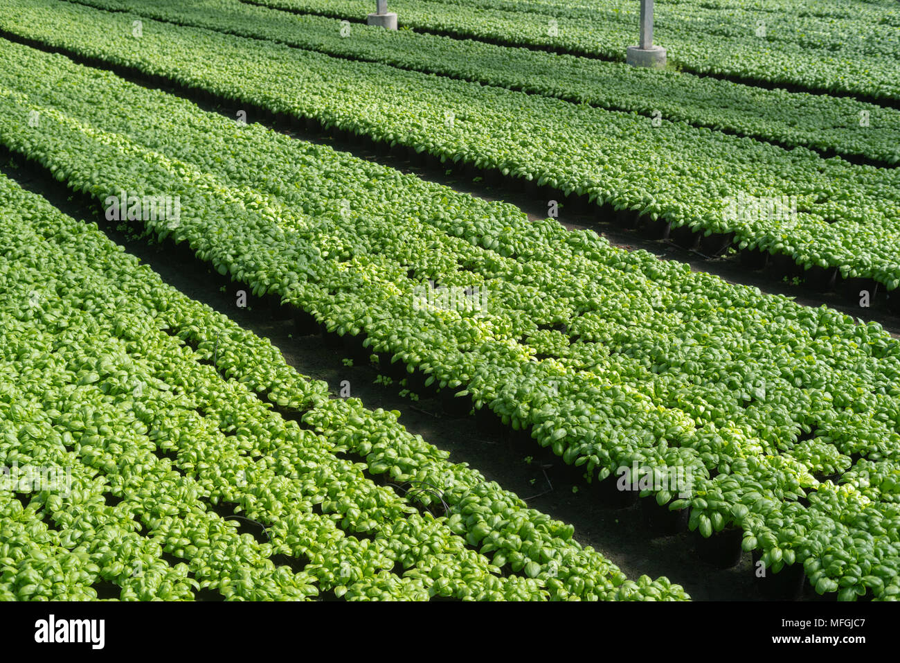 Greenhouse basil production hi-res stock photography and images - Alamy
