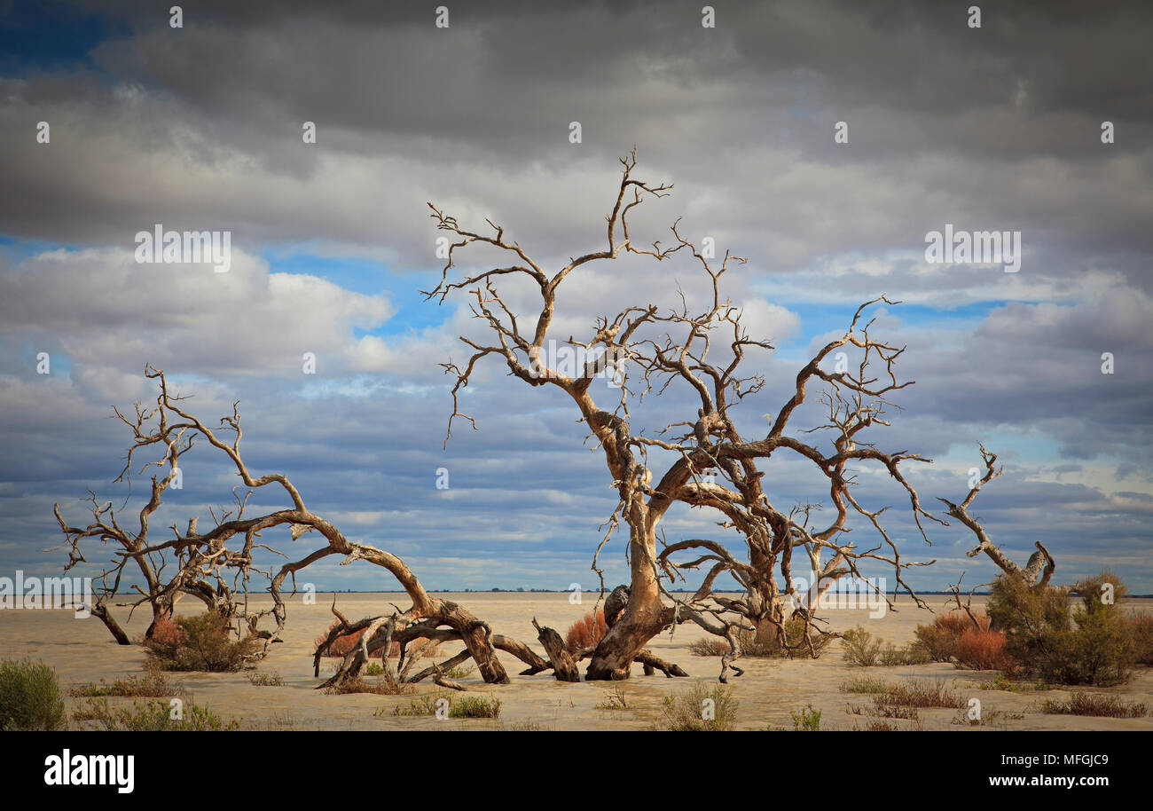 Drowned trees hi-res stock photography and images - Alamy
