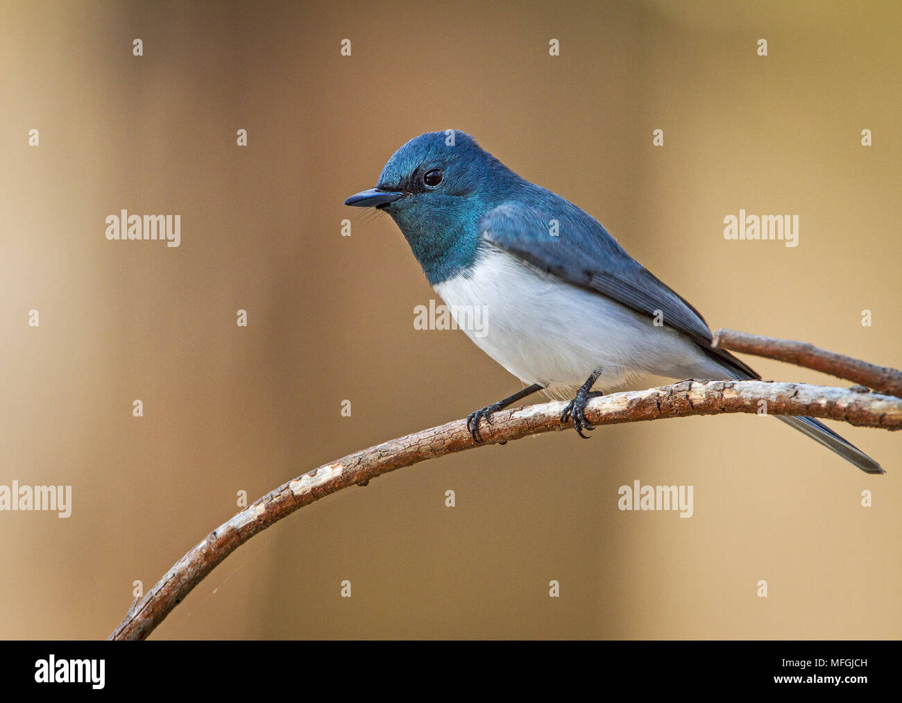 Leaden Flycatcher (Myiagra rubecula), Fam. Dicruridae, male, Imbota ...