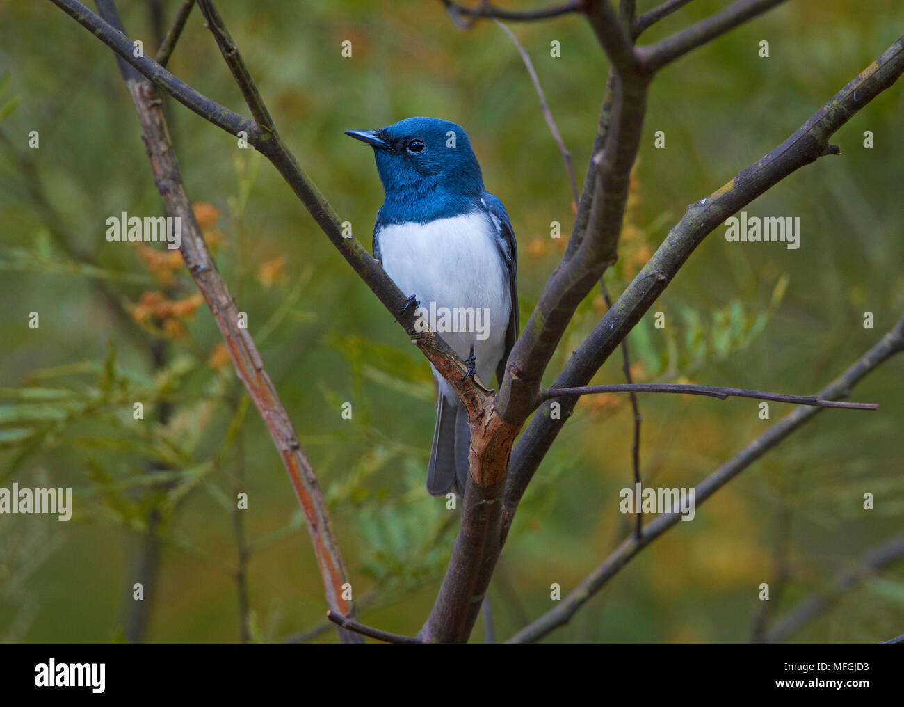Leaden Flycatcher (Myiagra rubecula), Fam. Dicruridae, male, Imbota ...