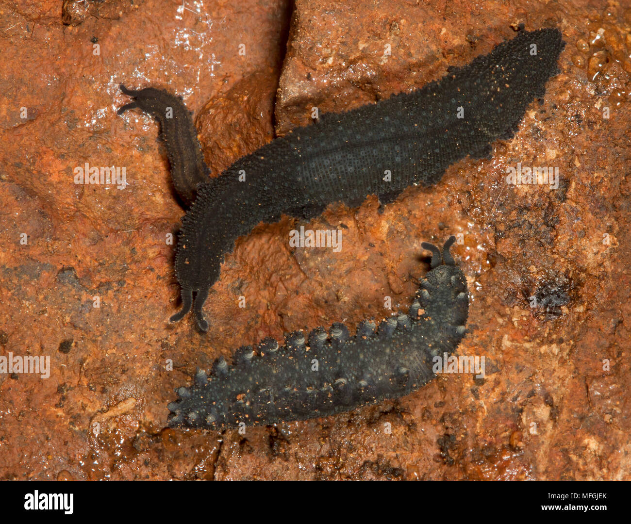 Velvet worm australia hi-res stock photography and images - Alamy