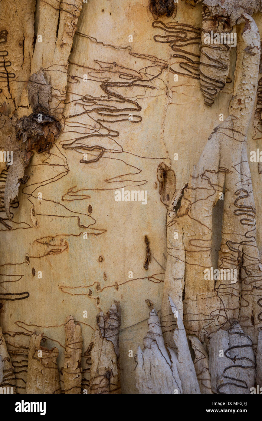 Scribbly Gum (Eucalyptus haemastoma), Marks are caused by the larvae of ...
