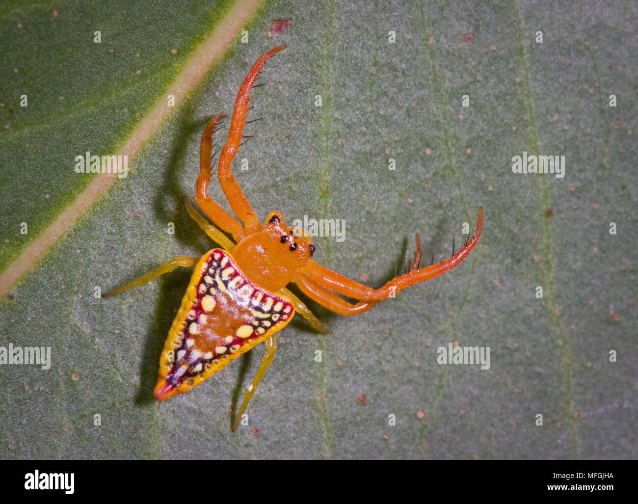 Triangular Spider (Arcys clavatus), Tuggolo State Forest, New South ...
