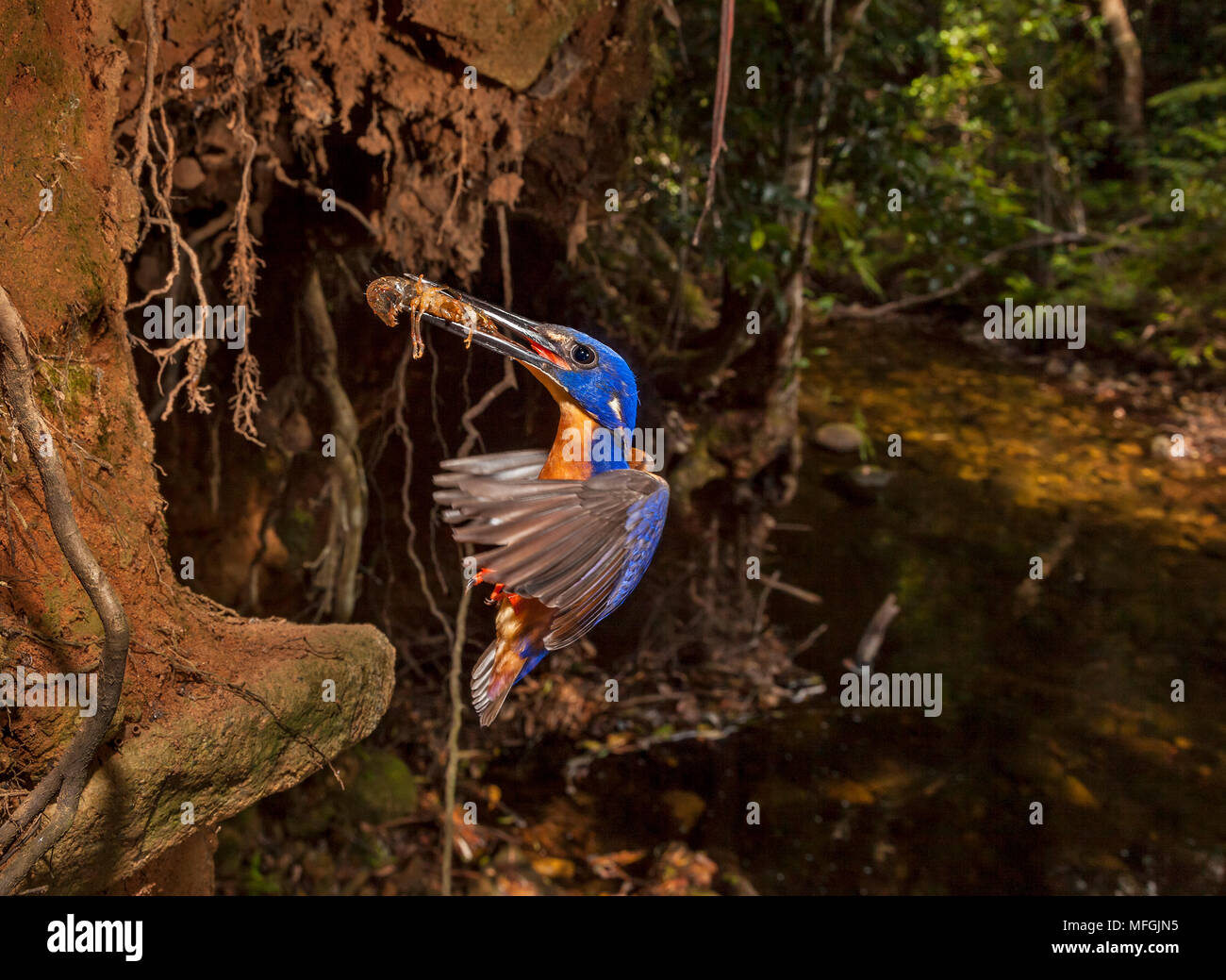 Kingfisher australia at nest hi-res stock photography and images - Alamy