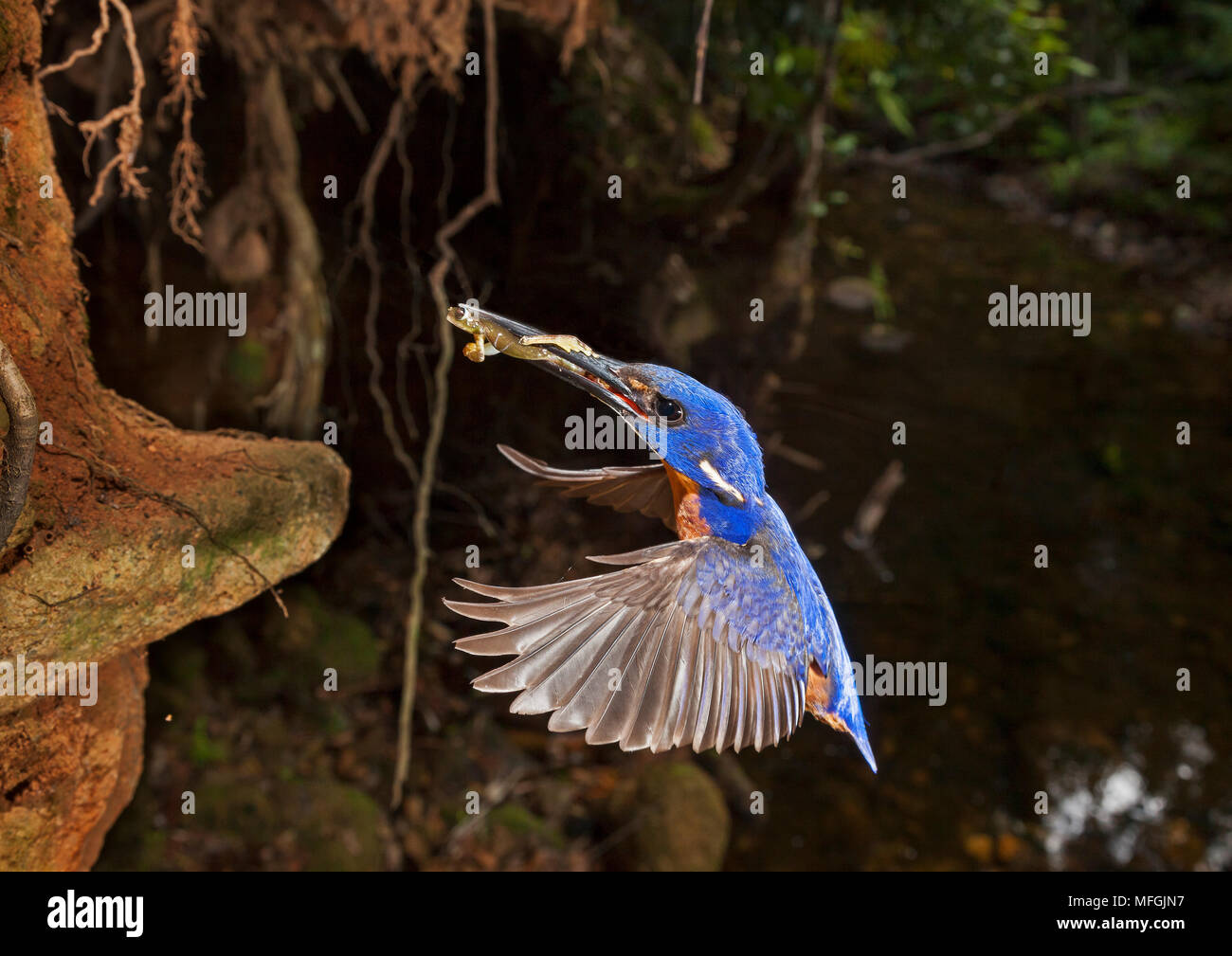 Azur kingfisher 0072 hi-res stock photography and images - Alamy