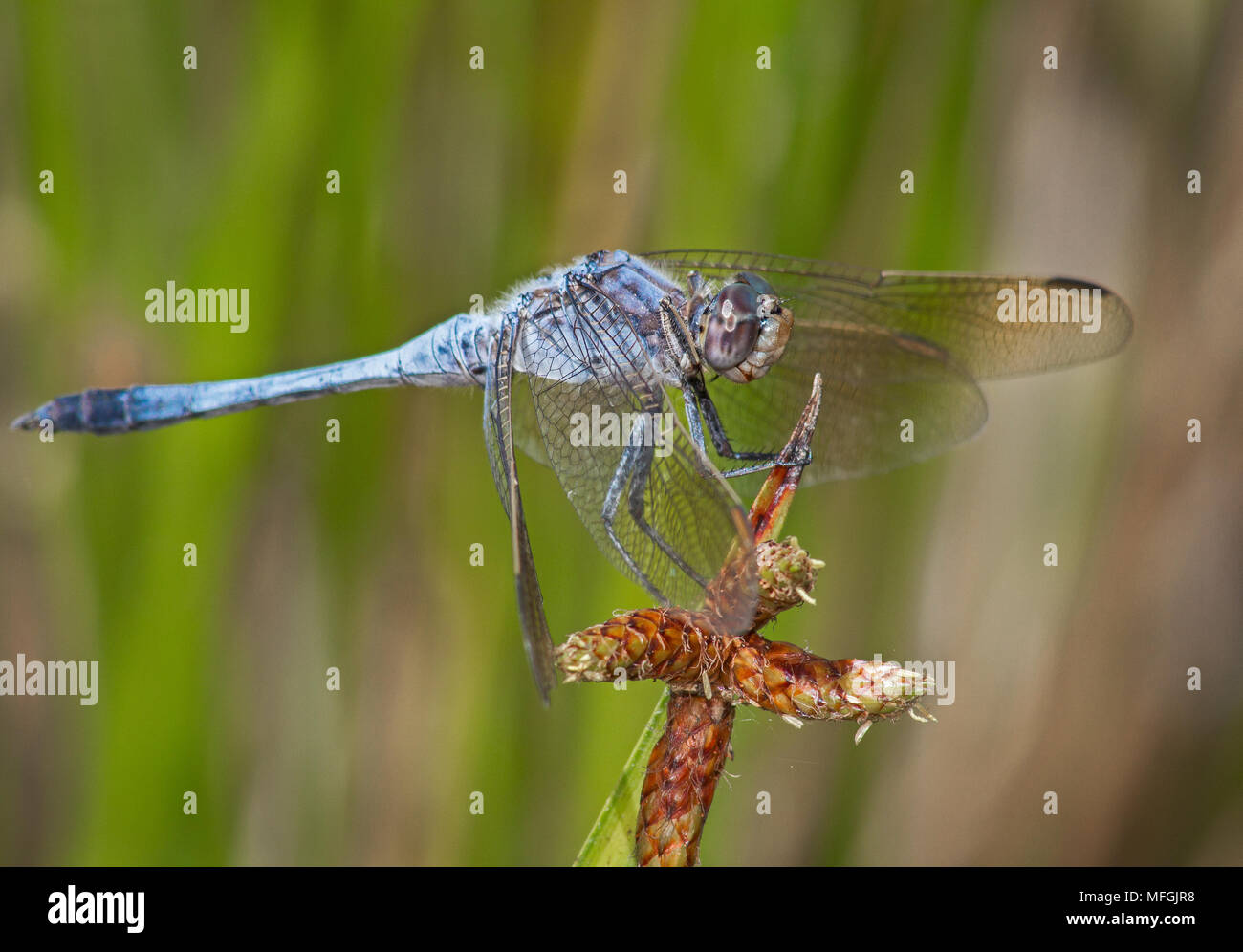 Blue_skimmer 0020 hi-res stock photography and images - Alamy