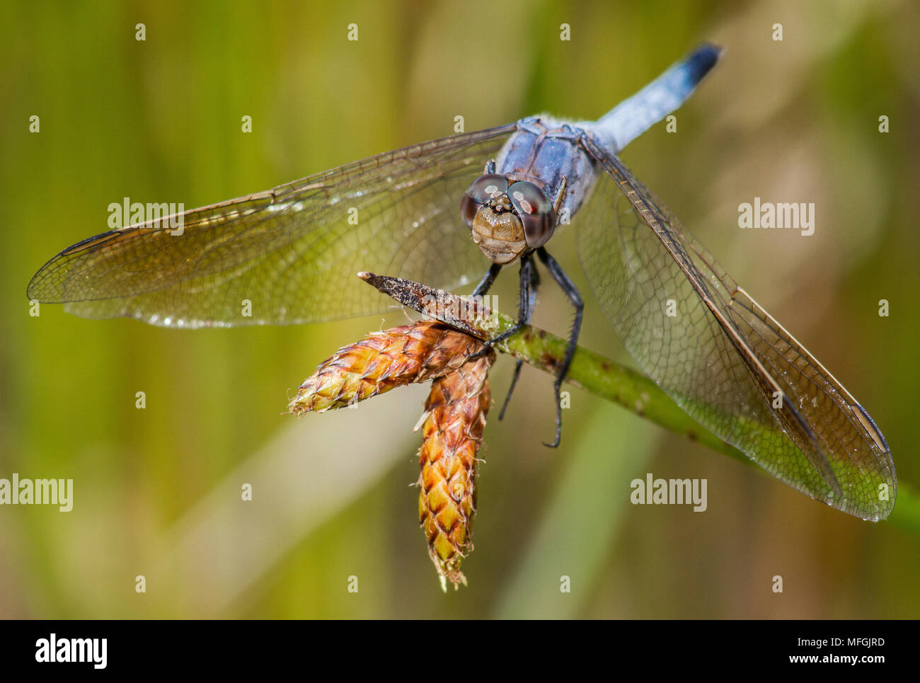 Libellulidae Libellulidae (Skimmer) Dragonfly Nymph Pictures