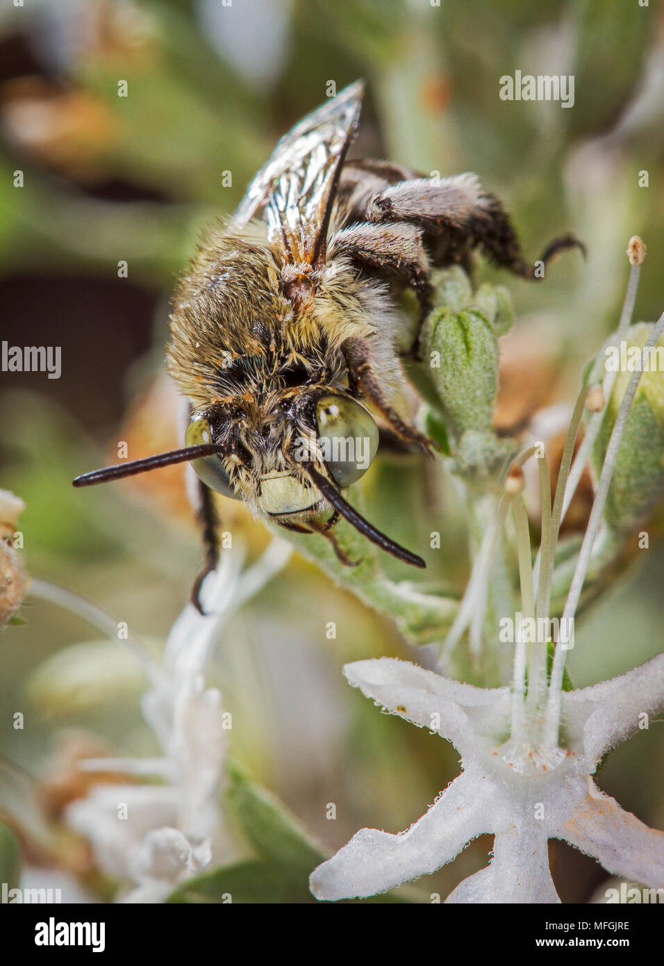 Blue banded bee hi-res stock photography and images - Alamy