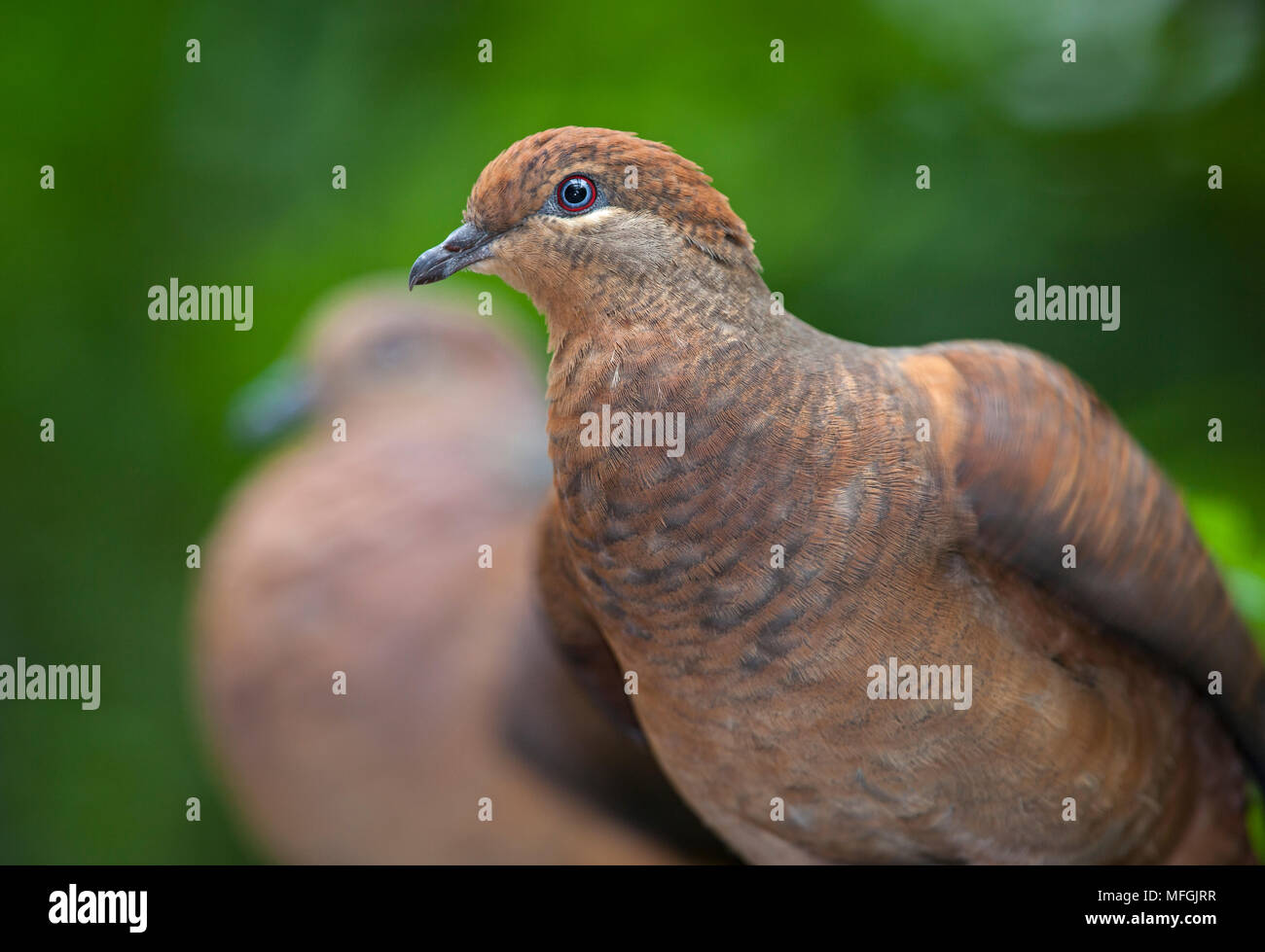 Brown Cuckoo-Dove (Macropygia amboinensis), Fam. Columbidae, Female ...
