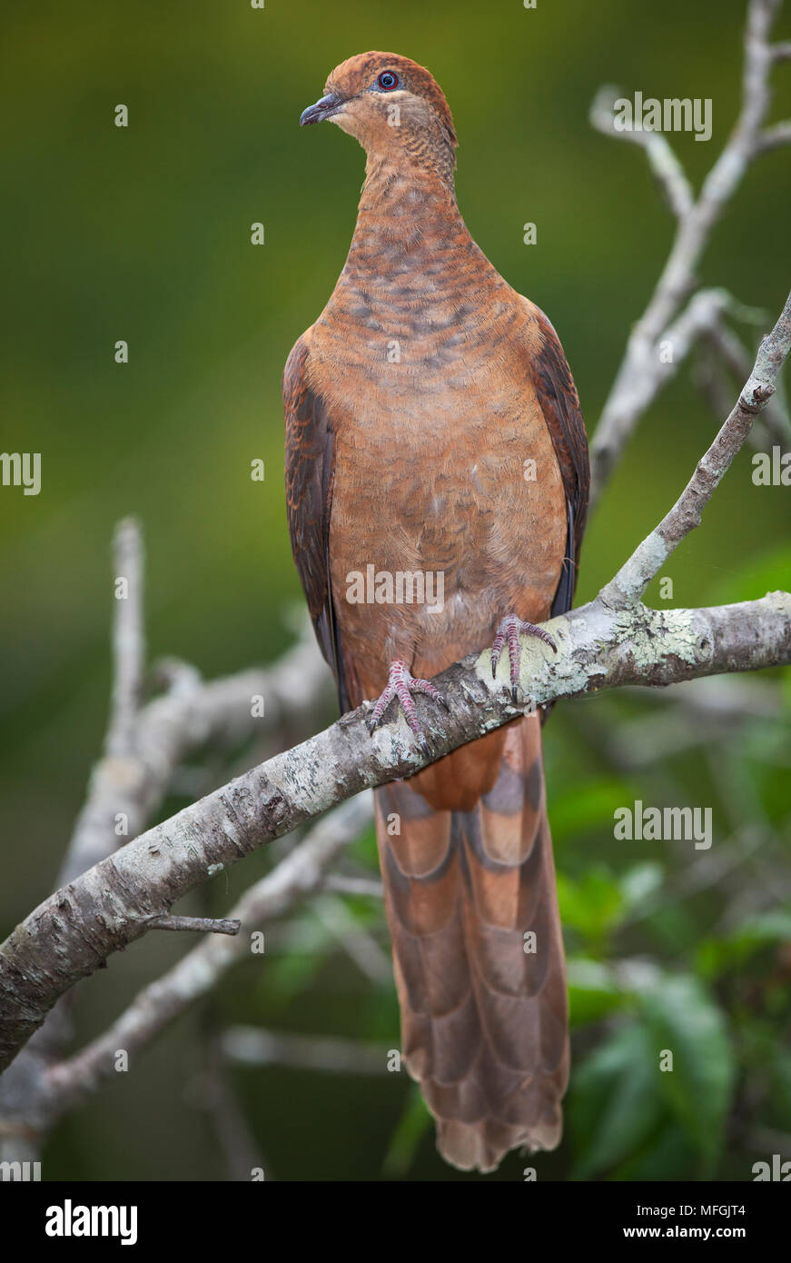 Brown Cuckoo-Dove (Macropygia amboinensis), Fam. Columbidae, Female ...