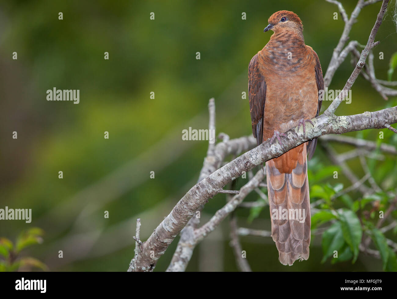 Cuckoo dove hi-res stock photography and images - Alamy