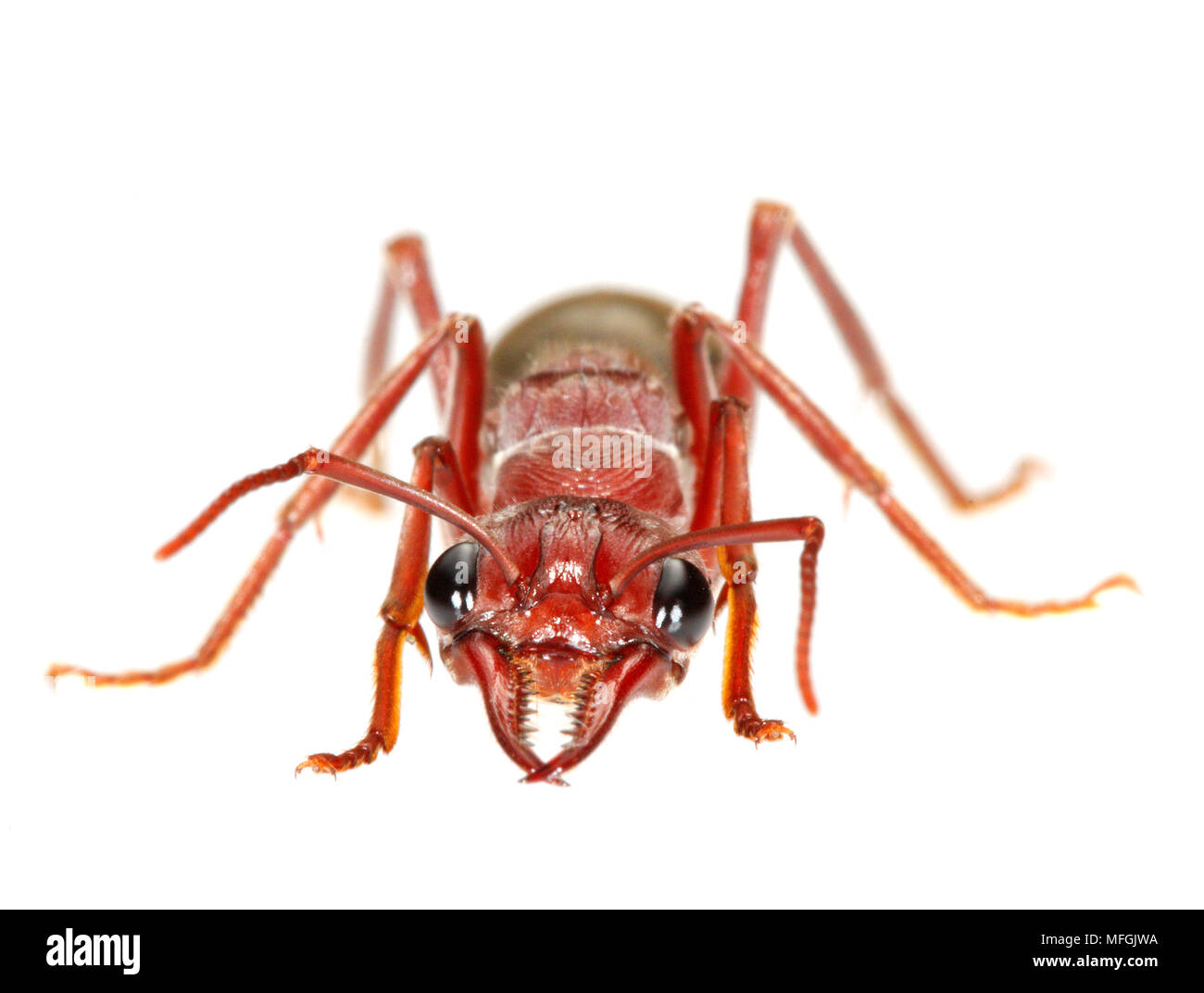 Bullant 0050 Cut Out Stock Images & Pictures - Alamy
