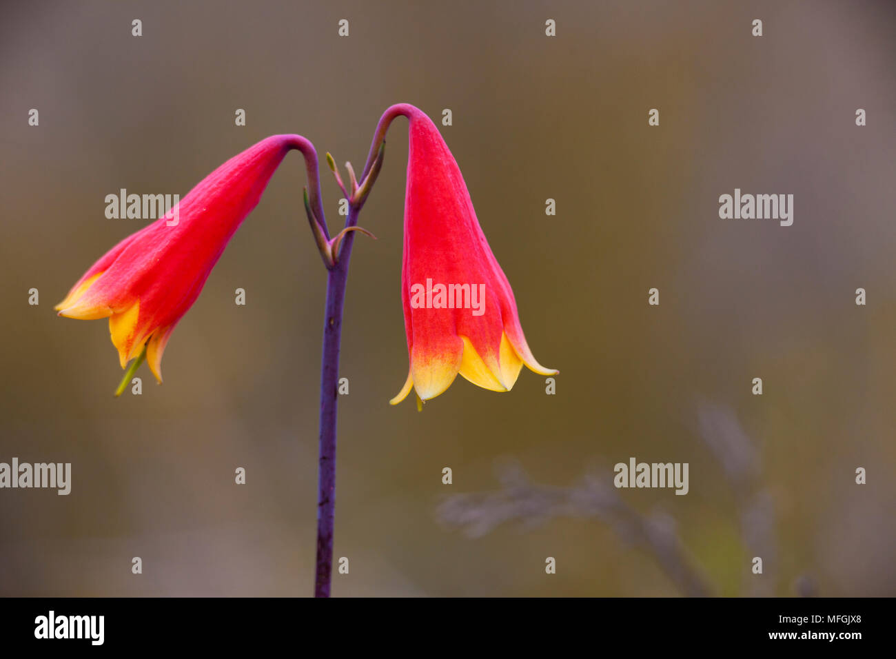 Large-flowered Christmas Bell (Blandfordia grandiflora), Fam.Liliaceae ...