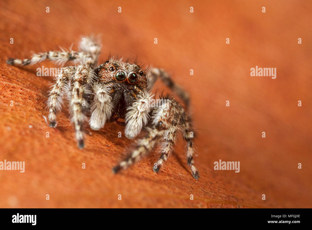 Australian jumping spider hi-res stock photography and images - Alamy