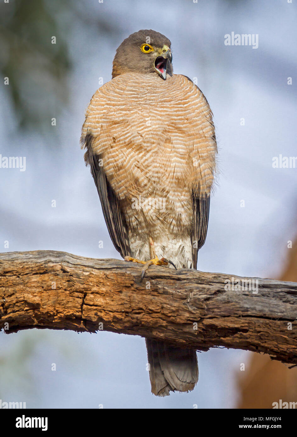Collared sparrowhawk hi-res stock photography and images - Alamy