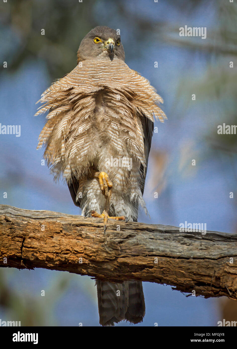 Collared Sparrowhawk (Accipiter cirrhocephalus), Fam. Accipitridae ...
