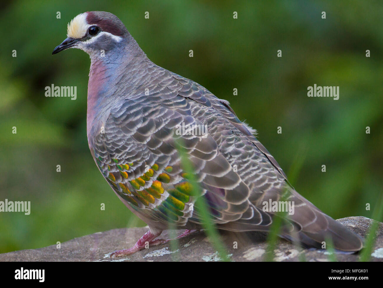 Common Bronzewing Phaps Chalcoptera South Australia High Resolution ...