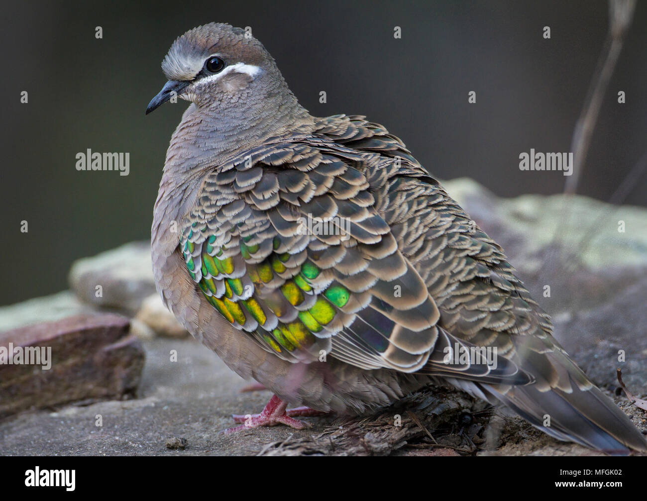 Common bronzewing 0003 hi-res stock photography and images - Alamy