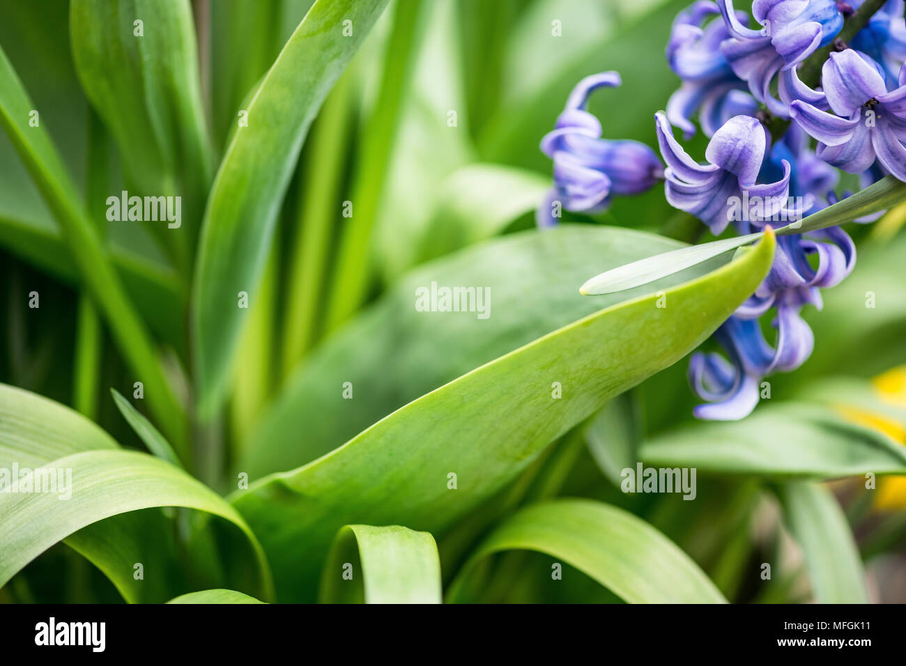 A pretty colourful of Hyacinth Stock Photo - Alamy