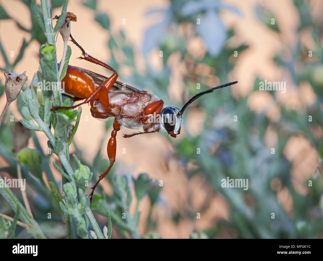 Digger Wasp (Sphex spp.), Fam. Sphecidae, Mulyangarie Station, South ...