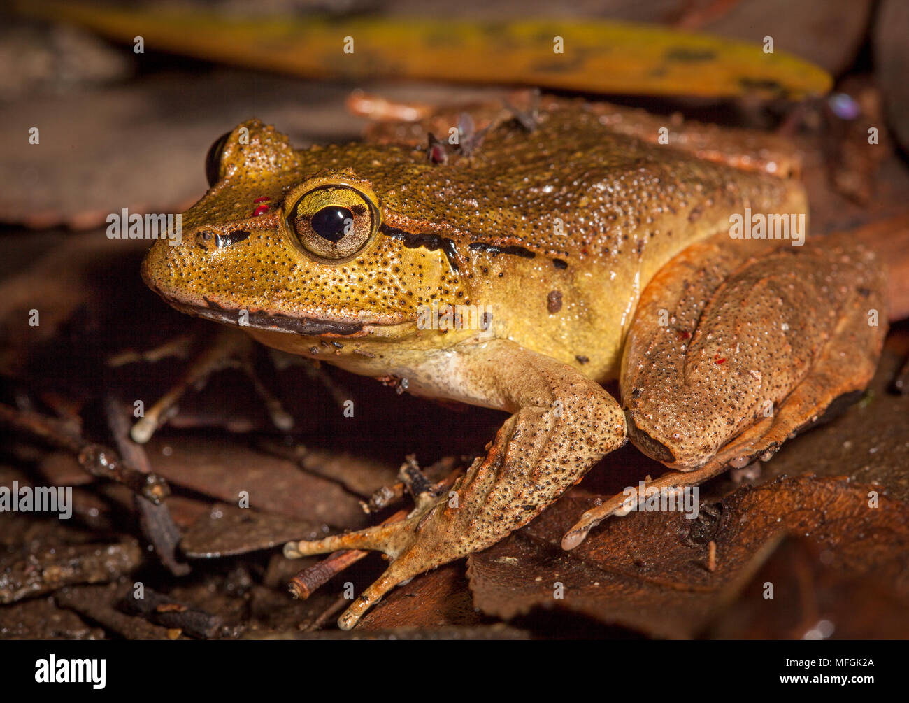 Fletcher's Frog (Lechriodus fletcheri), Fam. Myobatrachidae, Male ...