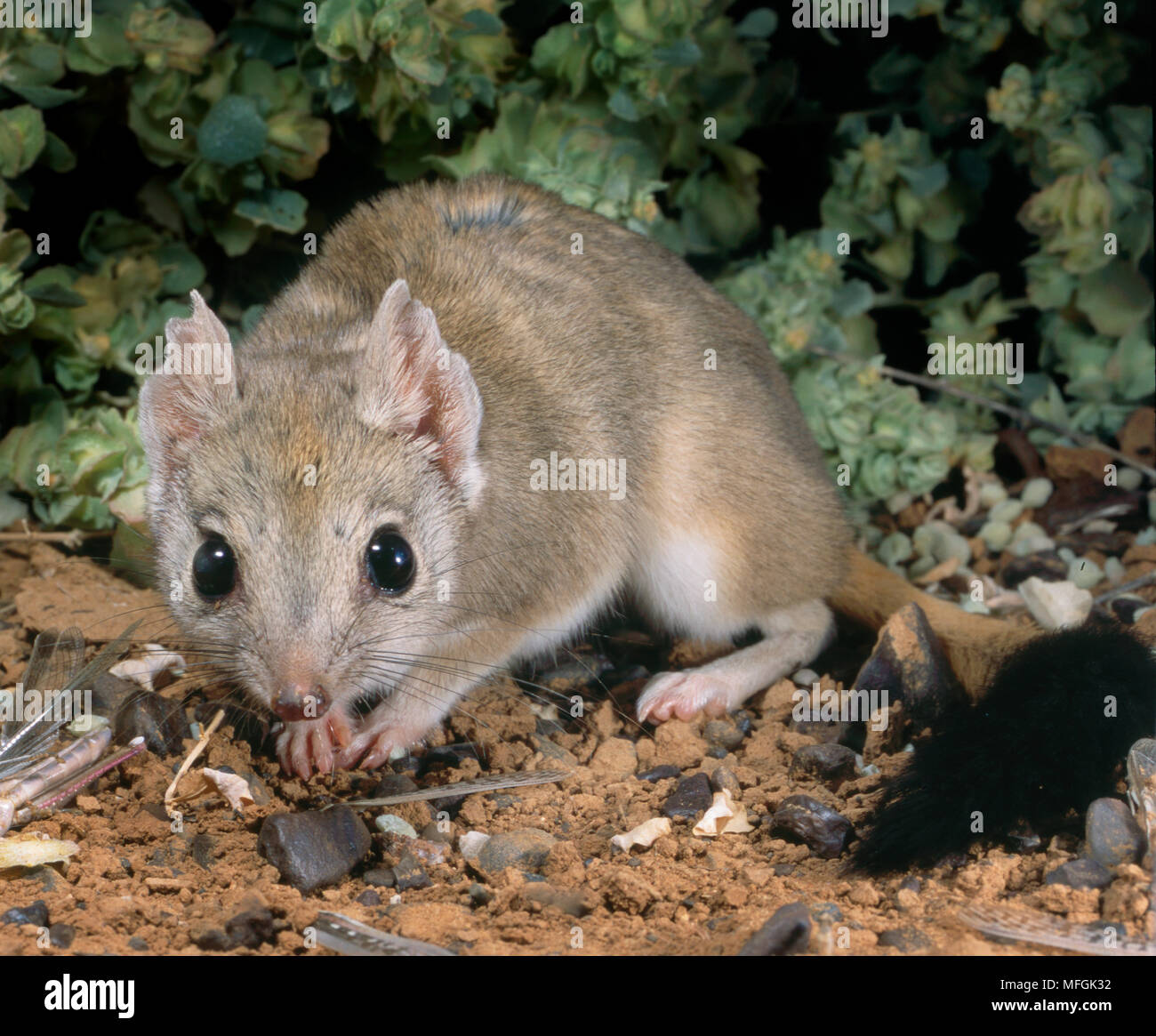 Kowari 0012 hi-res stock photography and images - Alamy