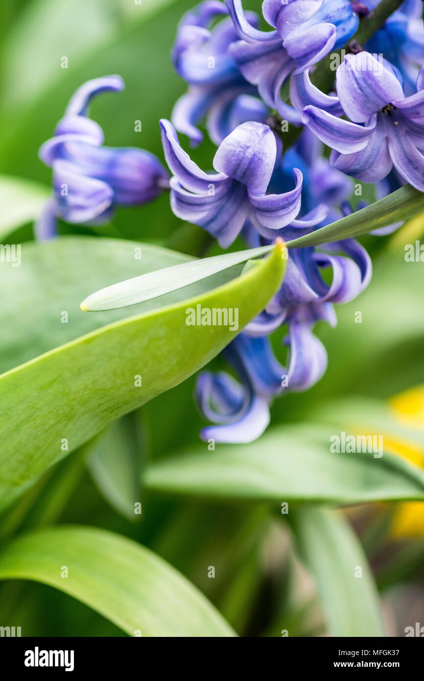 A pretty colourful of Hyacinth Stock Photo - Alamy