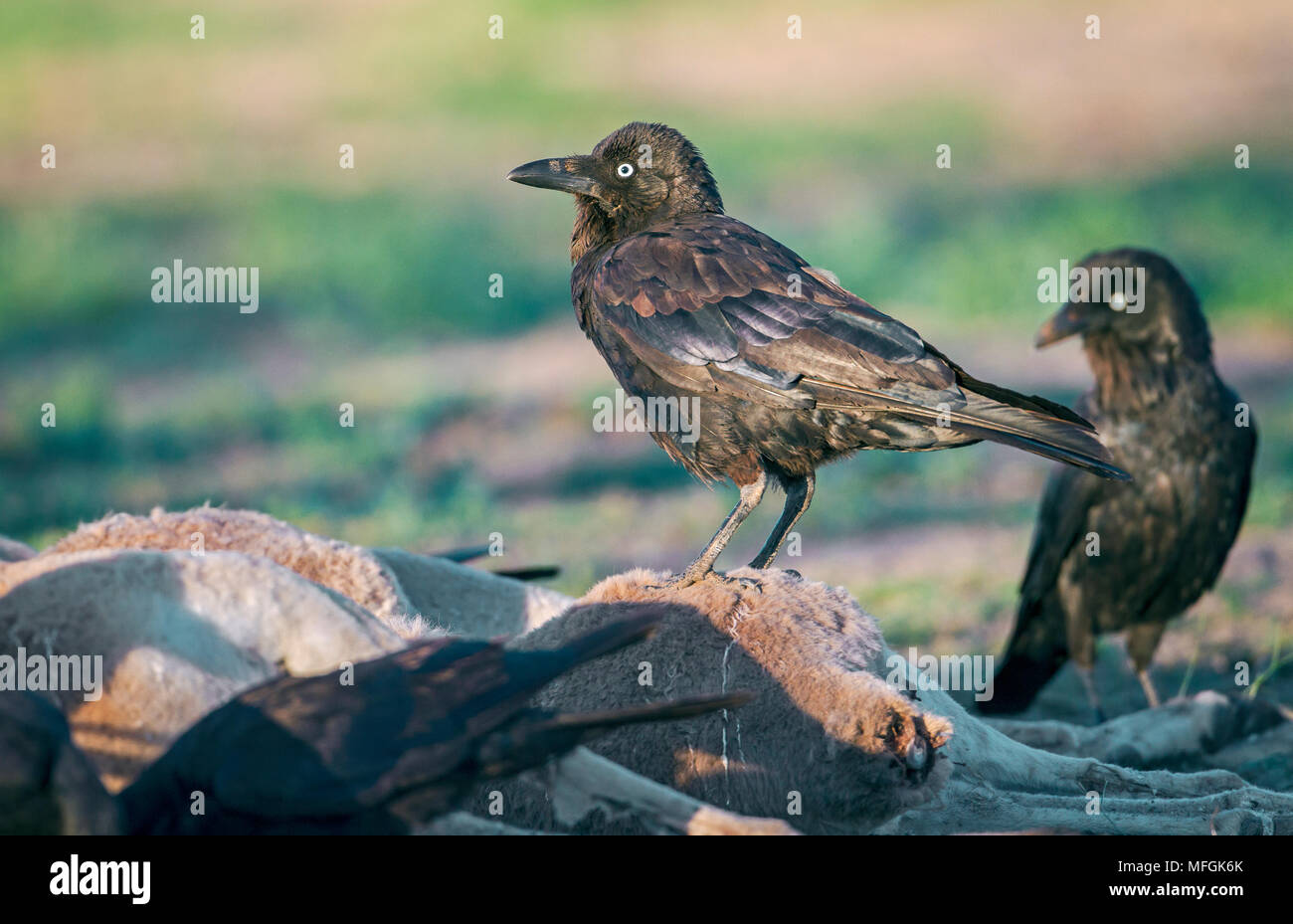 Raven 0052 hi-res stock photography and images - Alamy