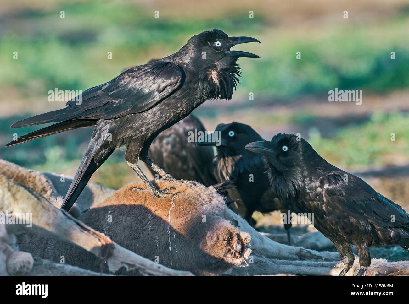 Raven 0057 hi-res stock photography and images - Alamy