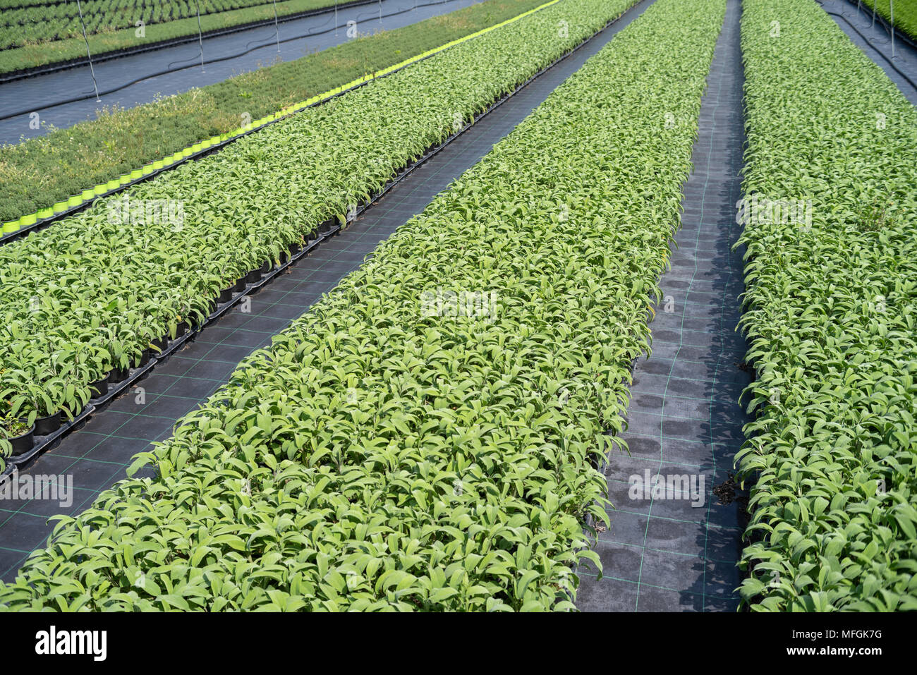 Commercial plants of sage growing in greenhouse Stock Photo - Alamy