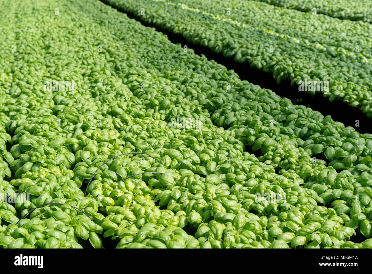 Greenhouse basil production hi-res stock photography and images - Alamy