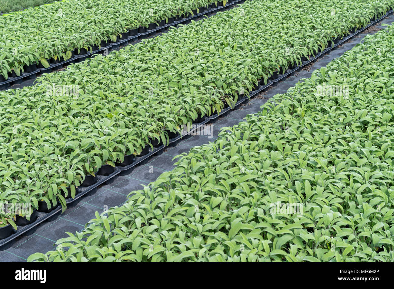 Commercial plants of sage growing in greenhouse Stock Photo - Alamy