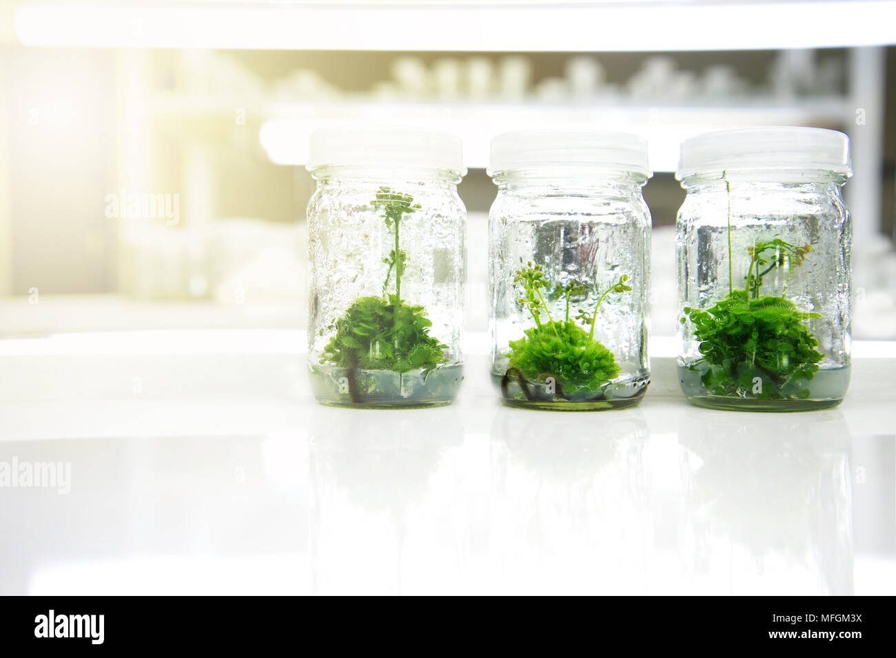 three green plant cell tissue culture in grass bottle of science ... three green plant cell tissue culture in grass bottle of science ...