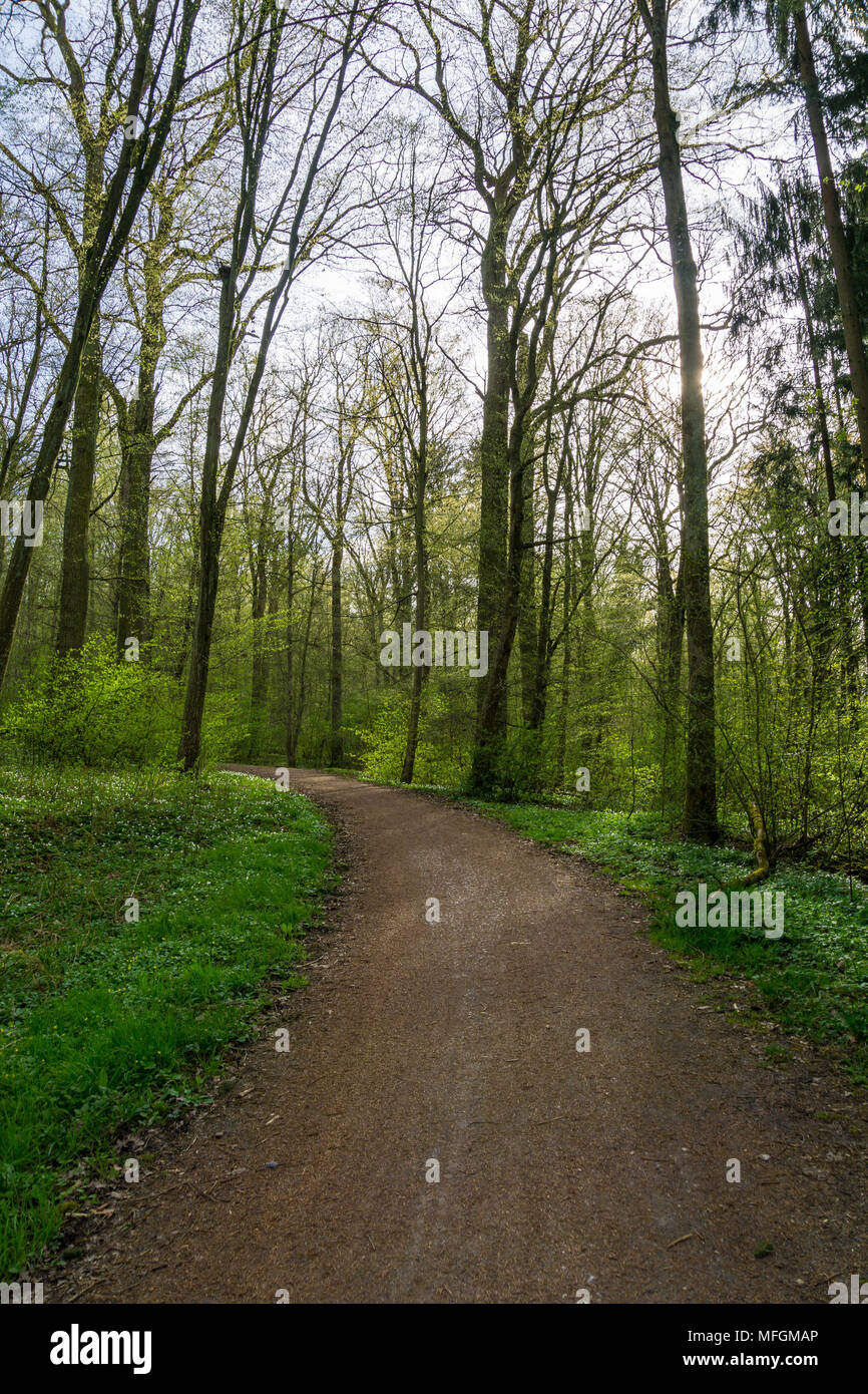 Quiet forest hi-res stock photography and images - Alamy