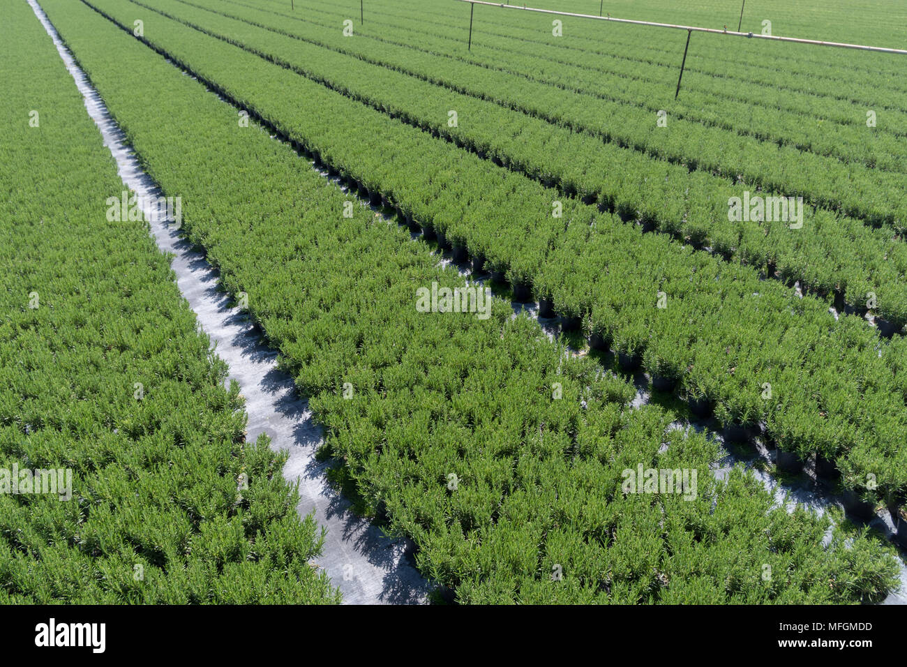Can You Grow Rosemary In A Greenhouse at Carolyn Mendenhall blog