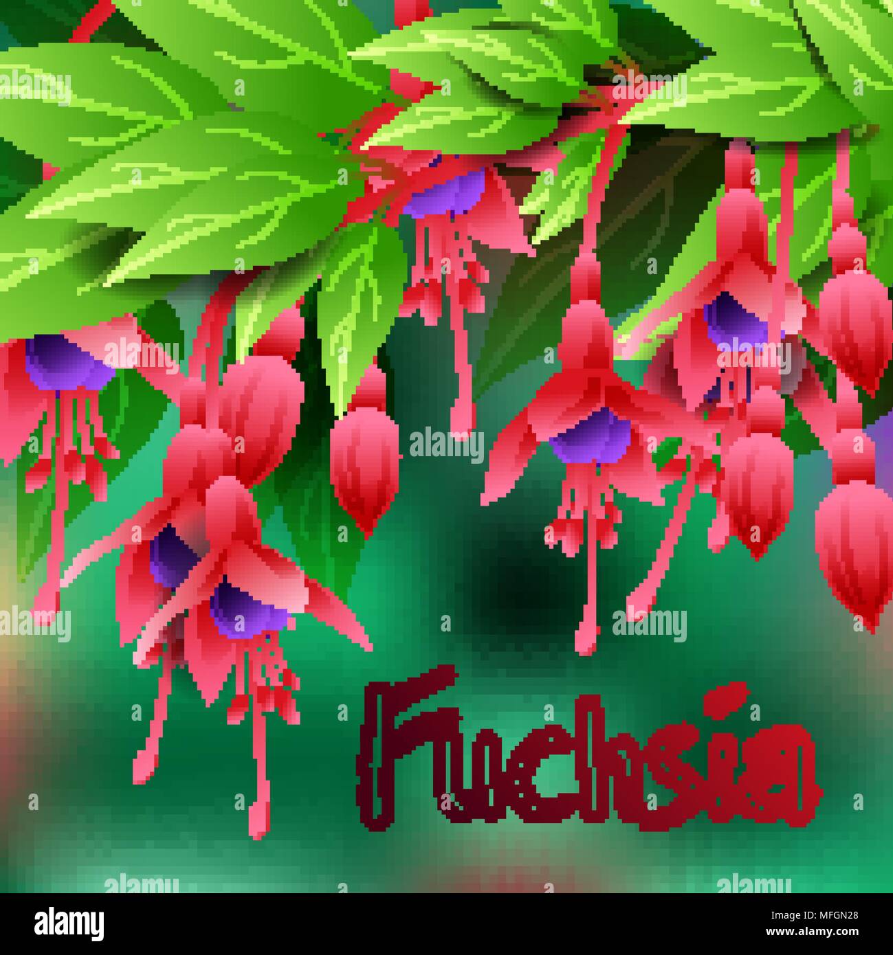Beautiful spring flowers Fuchsia. Cards or your design with space for ...
