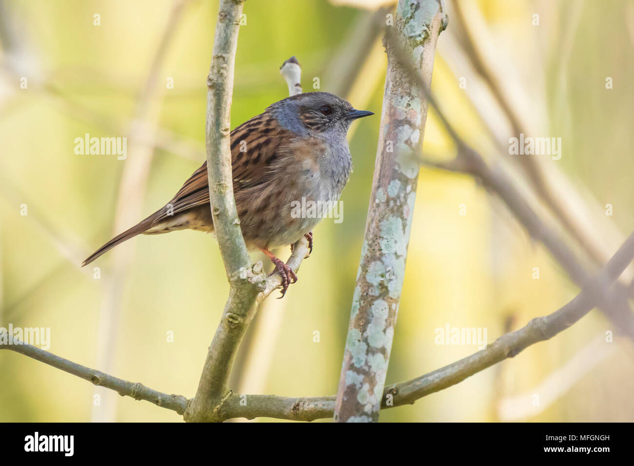 Singing dunnock prunella modularis hi-res stock photography and images ...