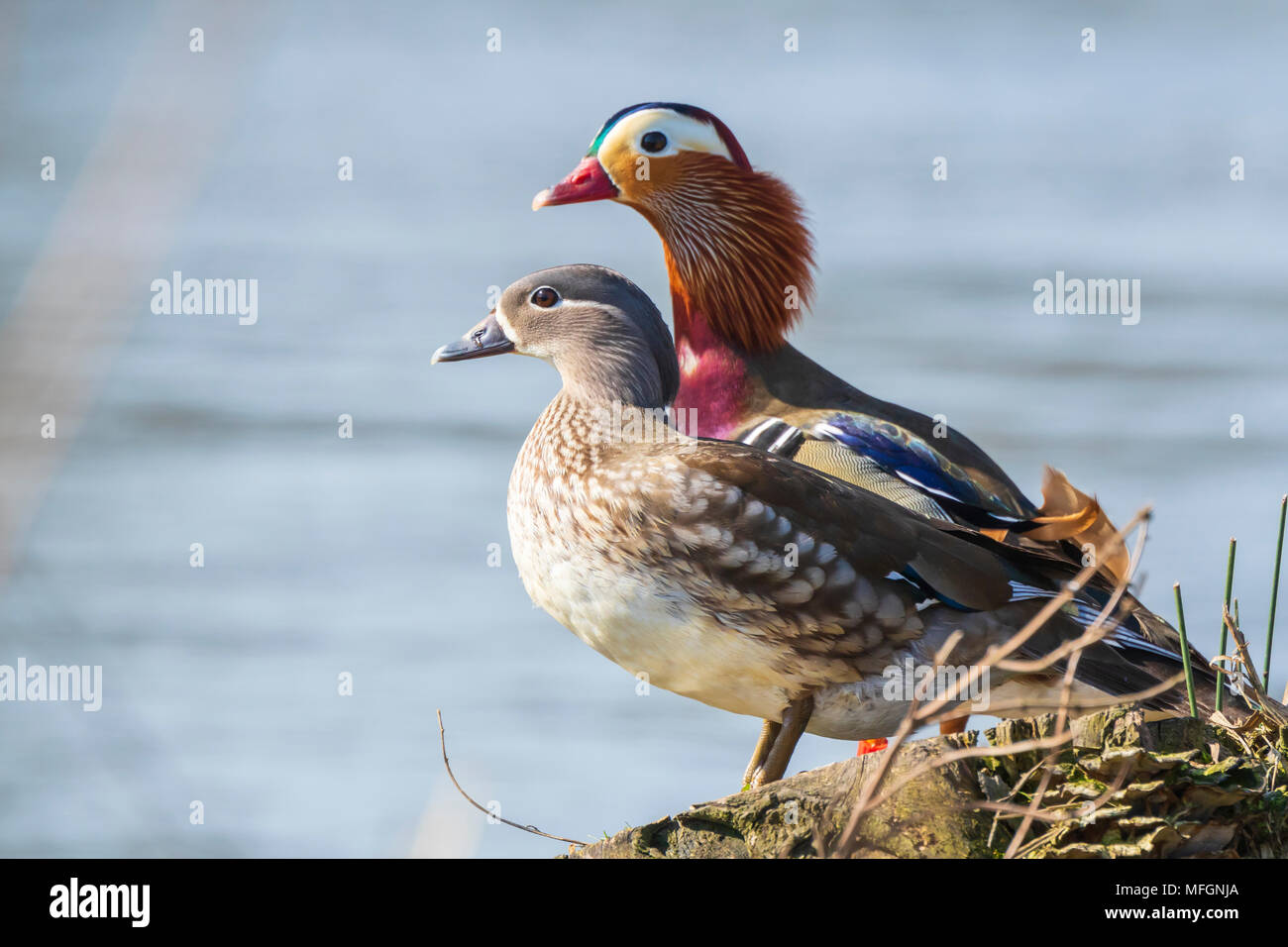 Male female mandarin duck on hi-res stock photography and images - Alamy