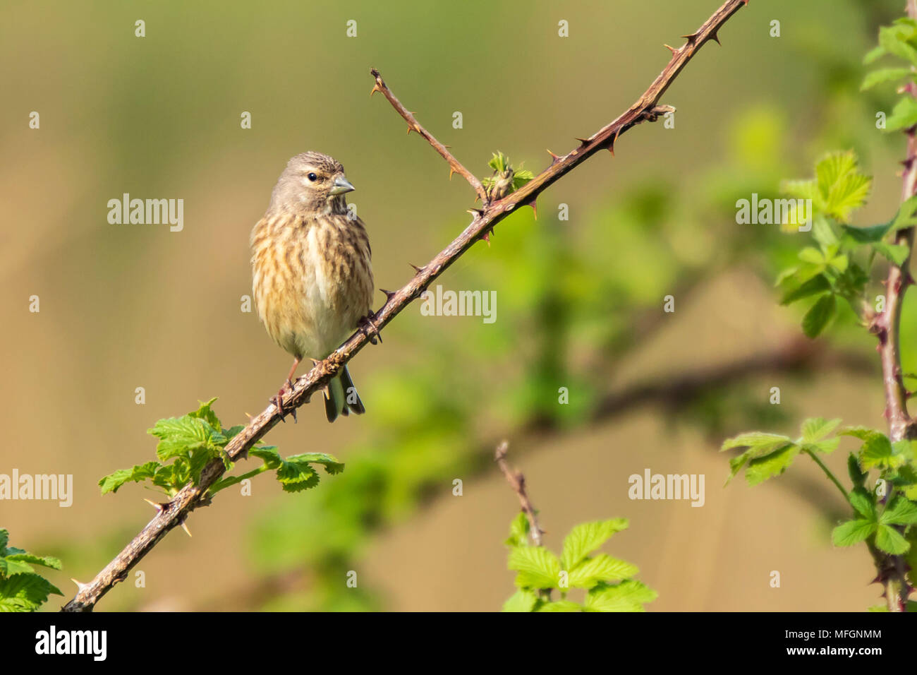 Female linnet hi-res stock photography and images - Alamy